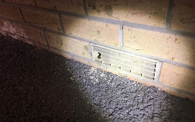 Rat Proofing London | Rats In House London | Get Rid of Rats London