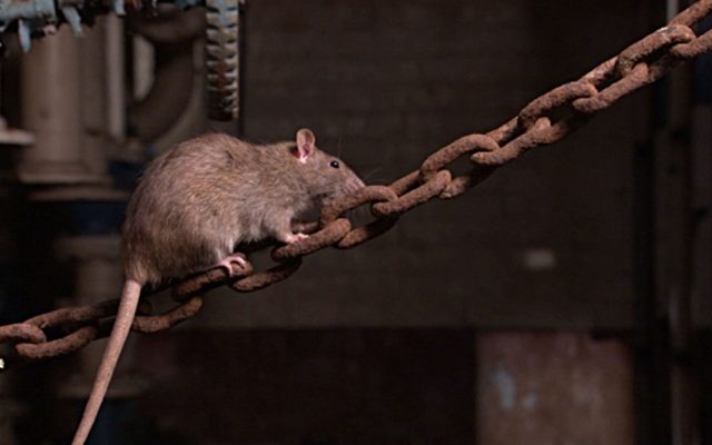Do rats climb up the outside of buildings? - Pestology