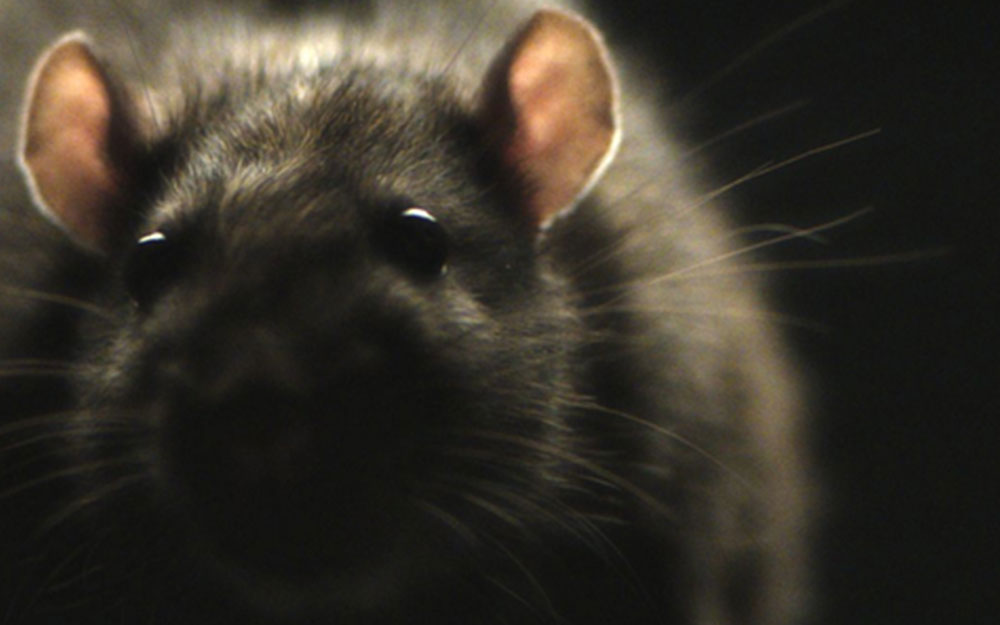 Get to know your enemy – the amazing rat - Pestology