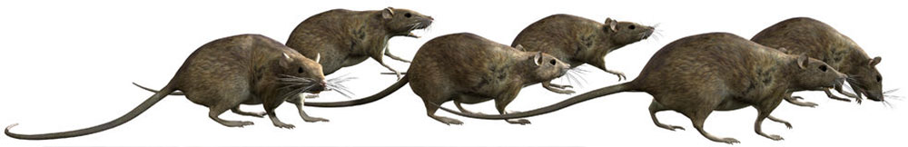 Get to know your enemy – the amazing rat - Pestology