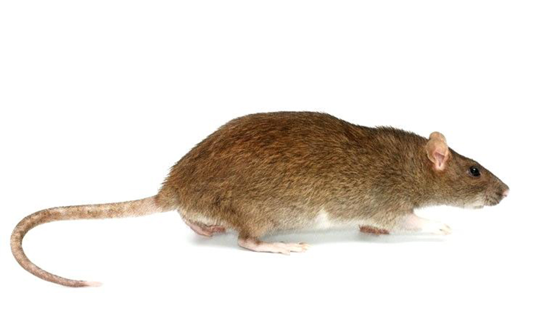 What size hole can a rat get through? - Pestology