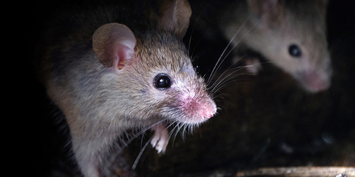 Getting rid of rats permanently with rat experts - Pestology