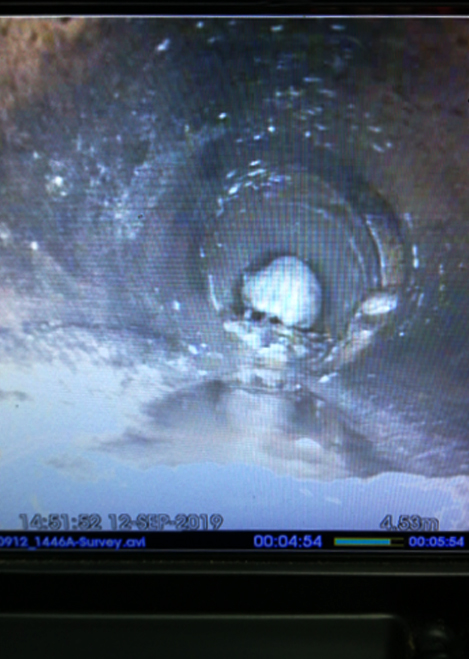 Massive rats – Just how big do they really get? - Pestology