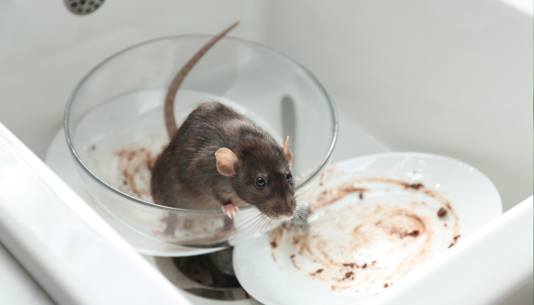 Rats instinct to follow the food - Pestology