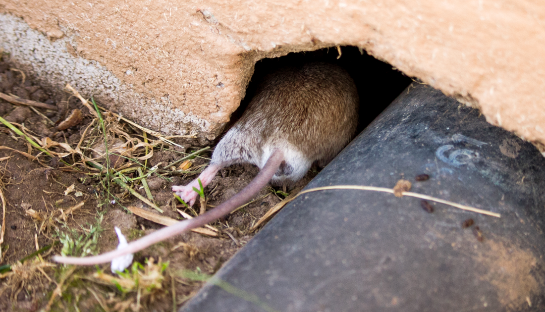 How to get rid of rats - Pestology